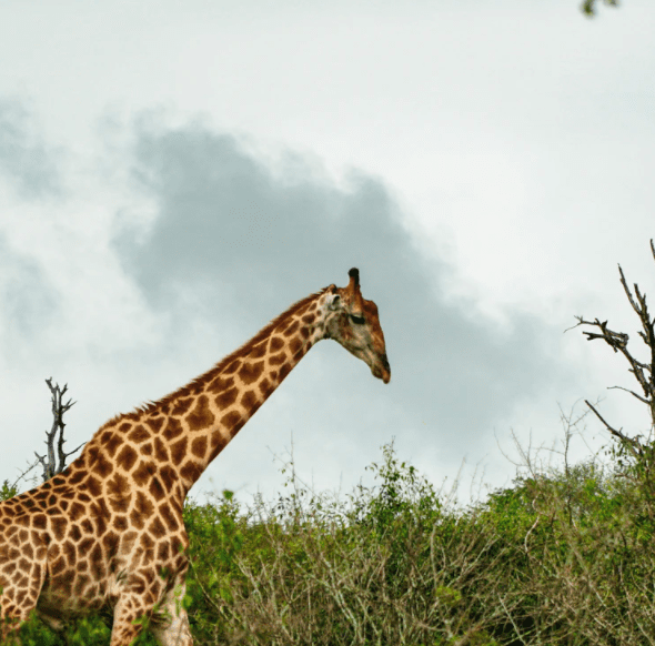 Alan Kuperman on Constitutional Design and Conflict Management in ...